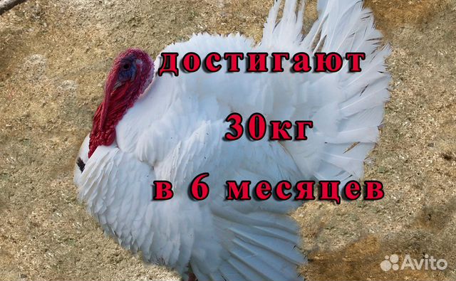 Яйцо инкубационное индейки тяжелый кросс Хайбрит