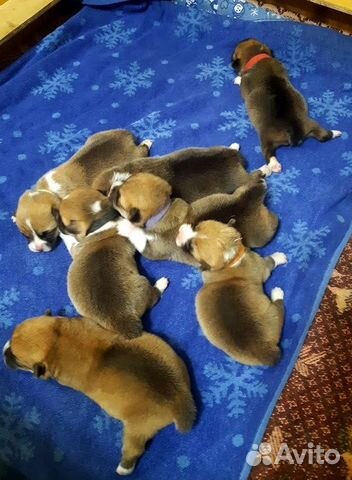 Милейшие корги пемброк