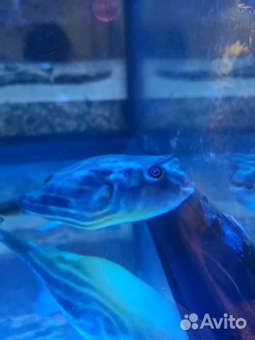 Тетрадон фахака