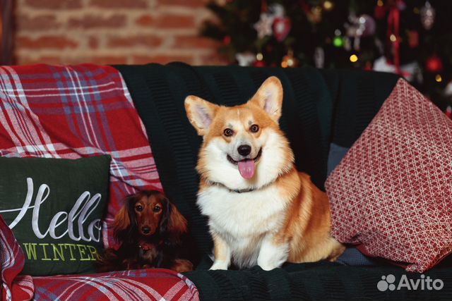 Вельшкорги пемброк кобель для вязки