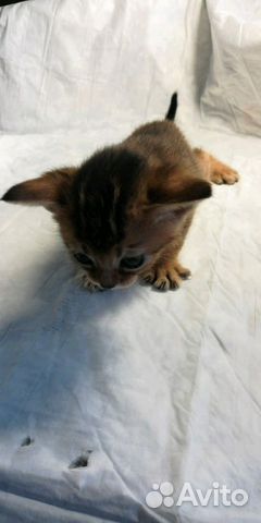 Абессинские котята