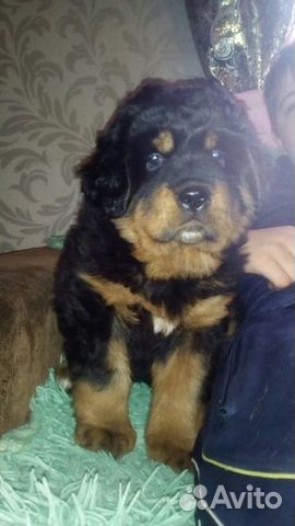 Девочка Тибета