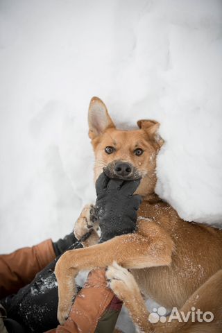 Пристраивается щенок