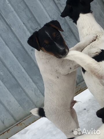 Фокстерьер