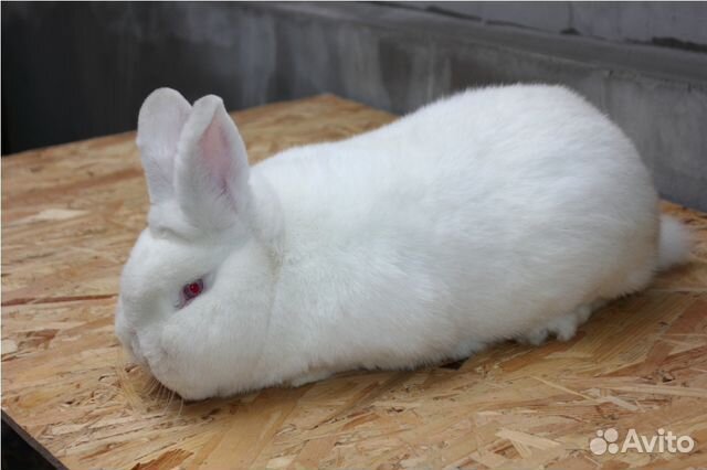 Самец нзб 5 мес