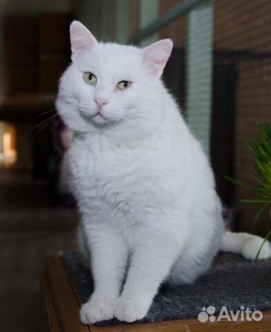 Котик в добрые руки