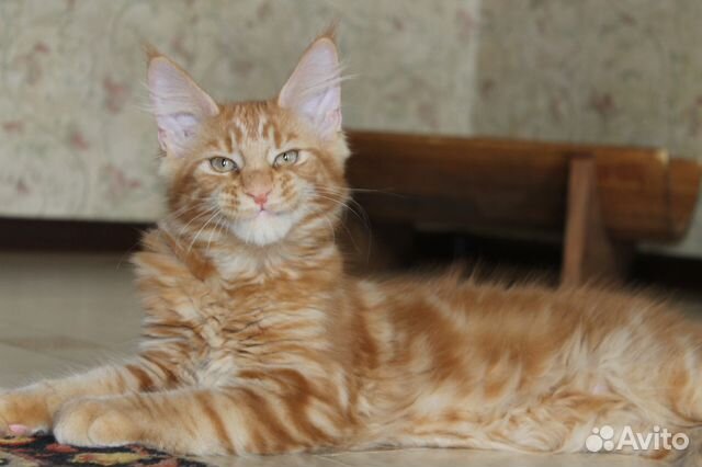 Котята Мейн Кун