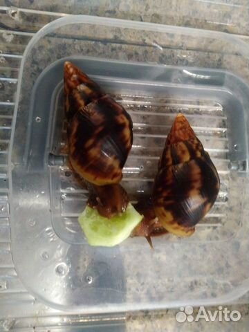 Отдам улиток Ахатин