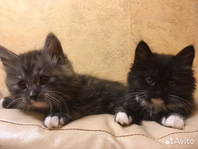 Отдаю котят