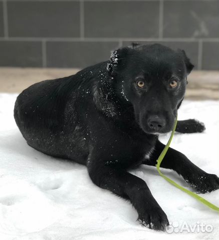 Собачка в добрые руки