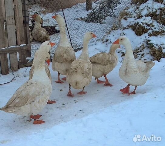 Инкубационное яйцо гуся