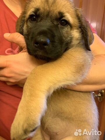 Щенок девочка