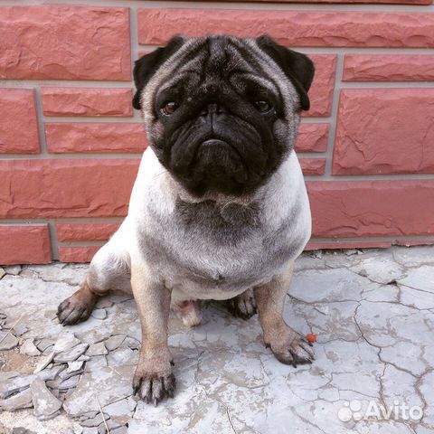 Чистопородного Илюшу в дар