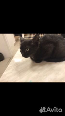 Отдаю котёнка Девочка 4 месяца