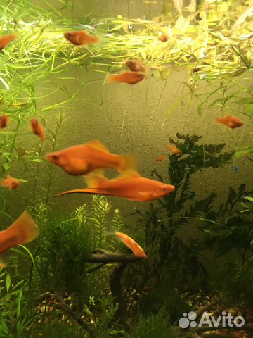 Мальки меченосцы красные