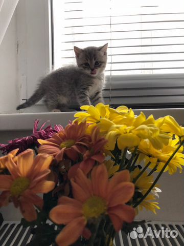 Котенок британской породы