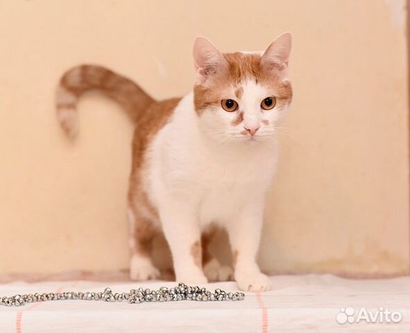 Бело-рыжий мурлыка Рыжик ищет себе дом