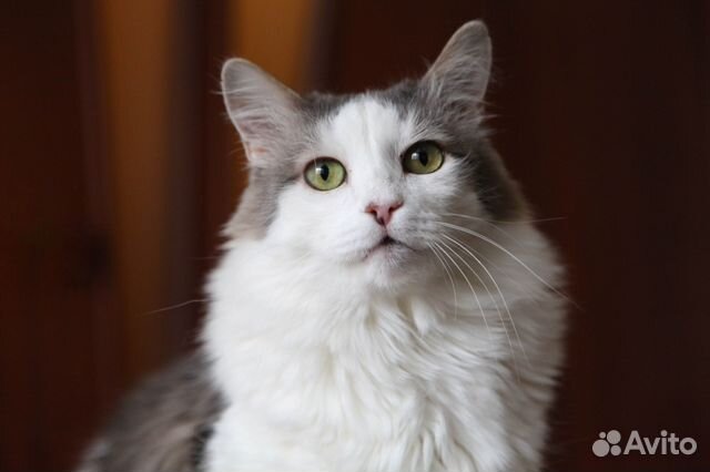 Ищет дом и семью нежный, милый котик Богдан