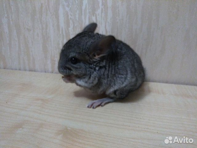 Шиншилла Стандарт