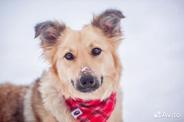 Собака в дар,в добрые руки