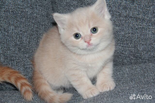 Шотландская Девочка жемчужного цвета