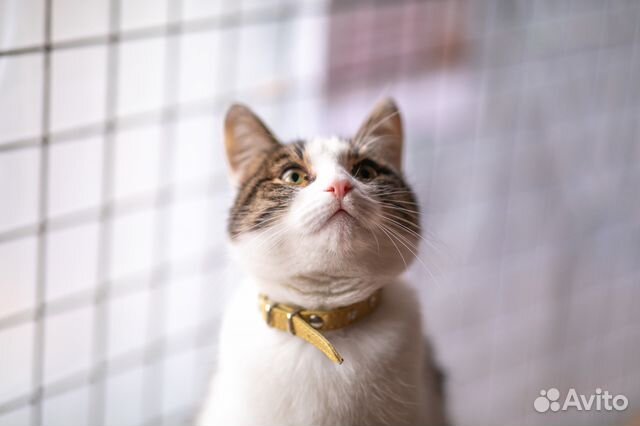 По степени любвеобильности Фишке нет равных