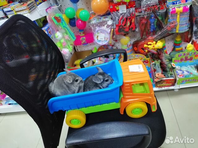 Продаются две шиншиллки, очаровательные мальчики