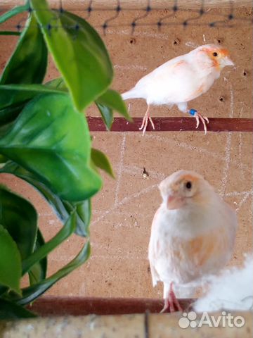 Канарейки красный мозаик