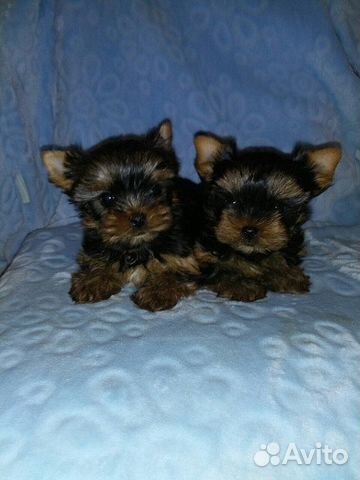 Мини Йорочки