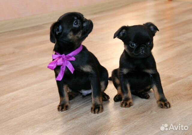 Гриффоны и пти-брабансоны