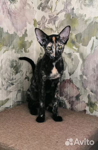 Ориентальная кошечка 4 мес черная черепаха