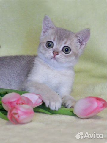 Маленький принц - голубое золото