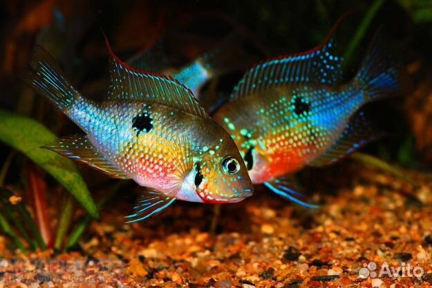 Цихлазома Эллиота