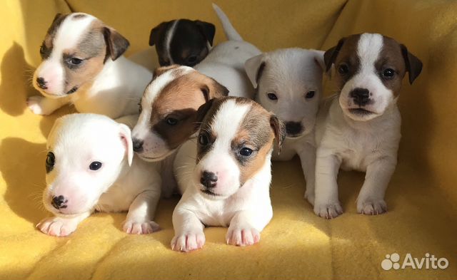 Щенки Джек Рассел терьер