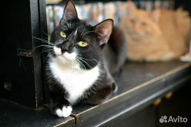Котик Кубик