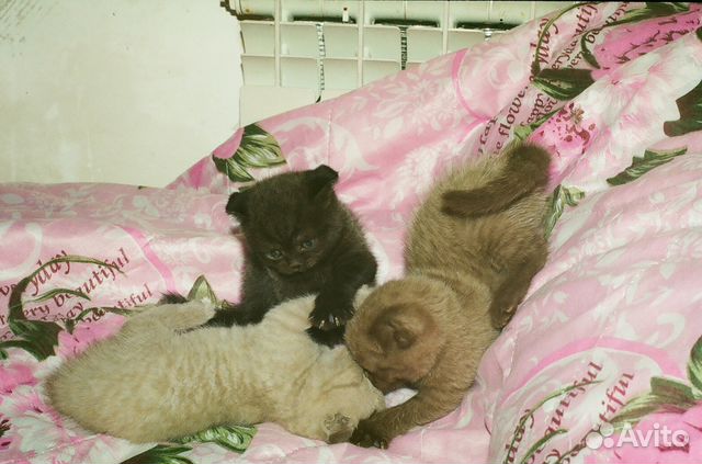 Ищу кота для вязки