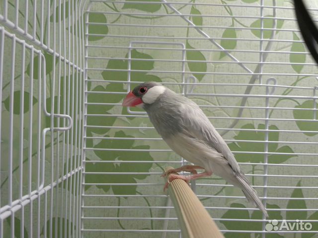 Рисовая амадина. Серебро.Самец