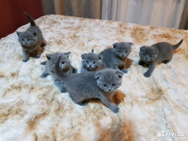 Шотландские котята