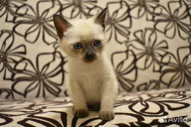 Продам сиамского котенка