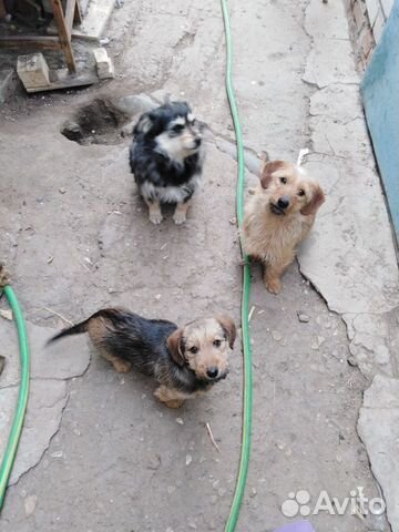 Одам собачек в добрые руки