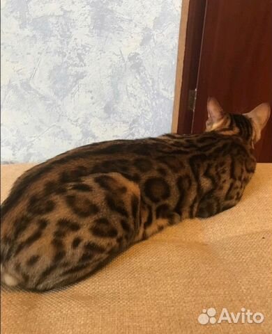 Бенгальская