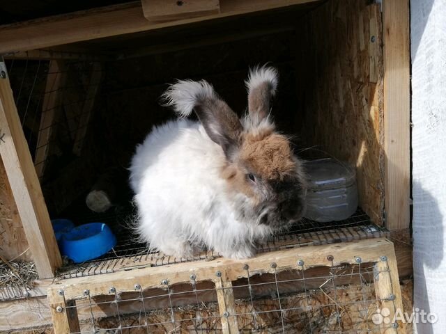 Кролик Пуховый мальчик