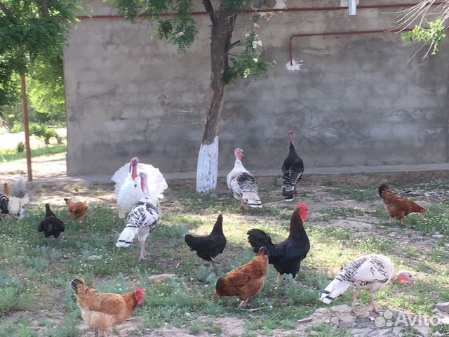 Цыплята бройлеры, гусята, муларды