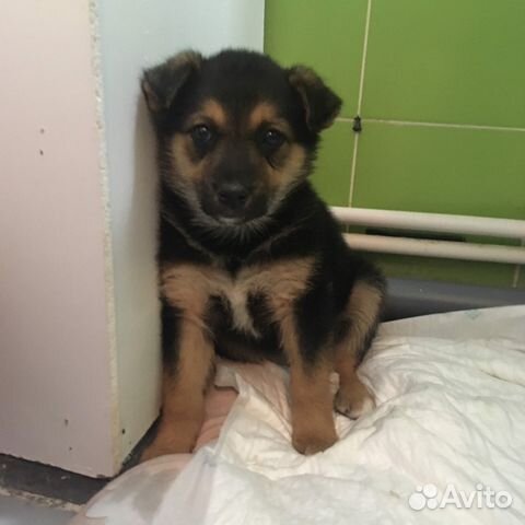 Метис овчарки девочка