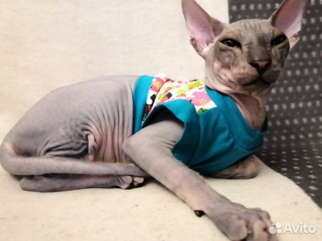 Котёнок сфинк 6 месяцев