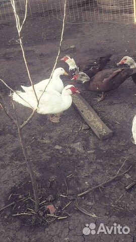 Продаются индоутки