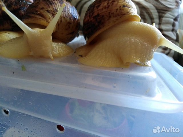 Улитки Бесплатно