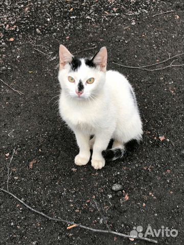 Отдам котика