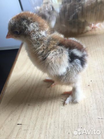 Цыплят брама куропатчатая, индюшата белой широкогр