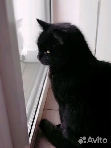 Отдадим жирного умного кота кастрата